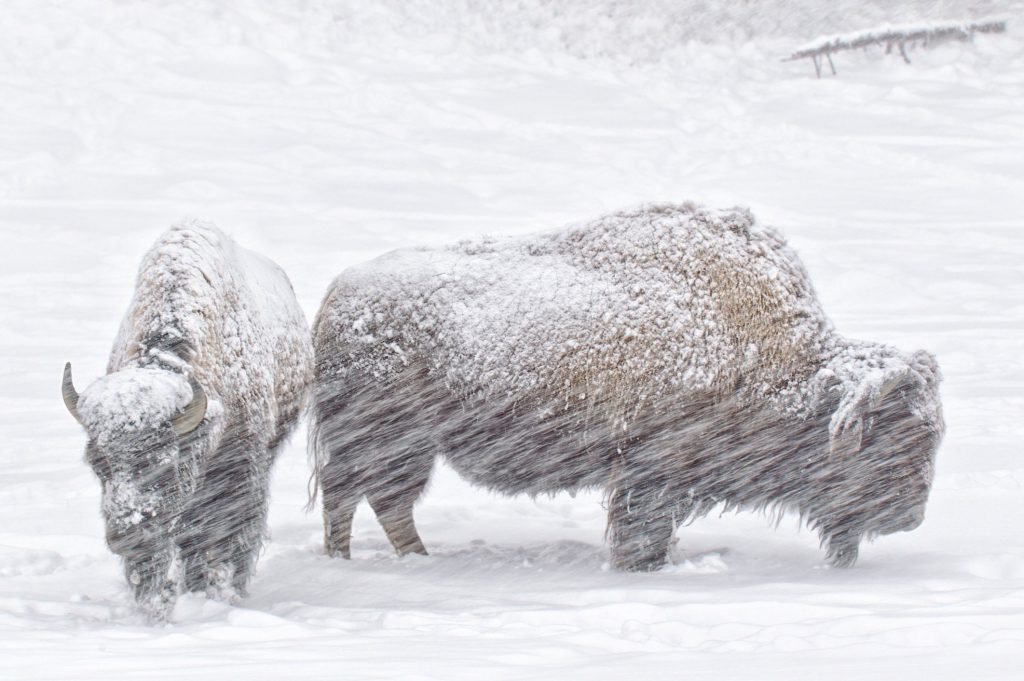 La leyenda de la Mujer Bisonte Blanco - WeMystic