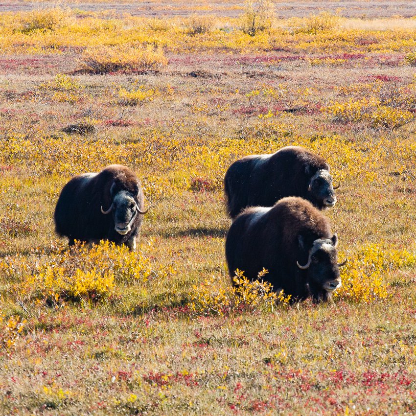 ¿Qué es el musk? Diversos usos y ritual para el amor - WeMystic