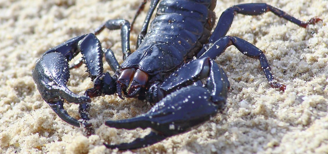 Horóscopo Maya: la disciplina del escorpión - WeMystic