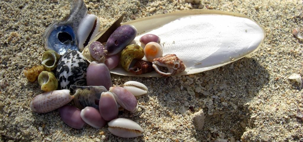 Conozca los 16 principales signos del Diloggun - WeMystic