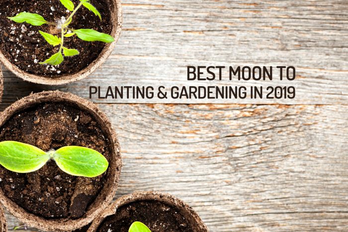 This is the Lunar Calendar for 2019 - WeMystic