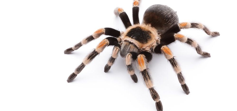 Tarantismo, descubre lo qué hay detrás - WeMystic