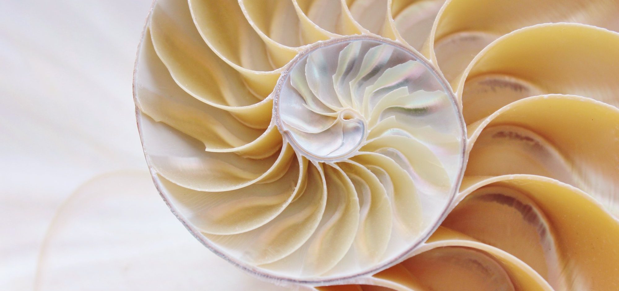 Nacre: a beautiful treasure from the ocean - WeMystic