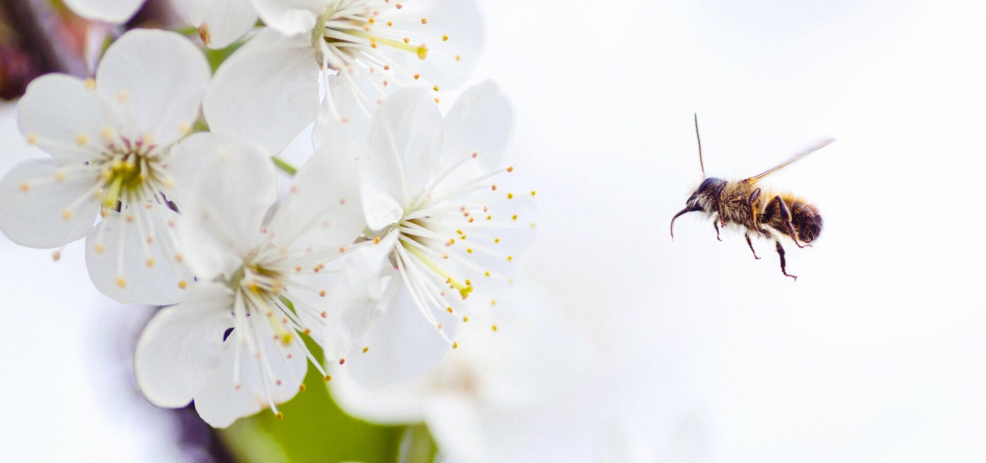 ¿Abeja o mosca? Descubre cómo es tu visión de la vida