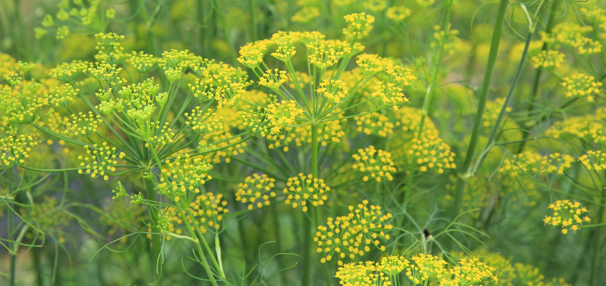 Mercurial plants: have you heard about them? - WeMystic