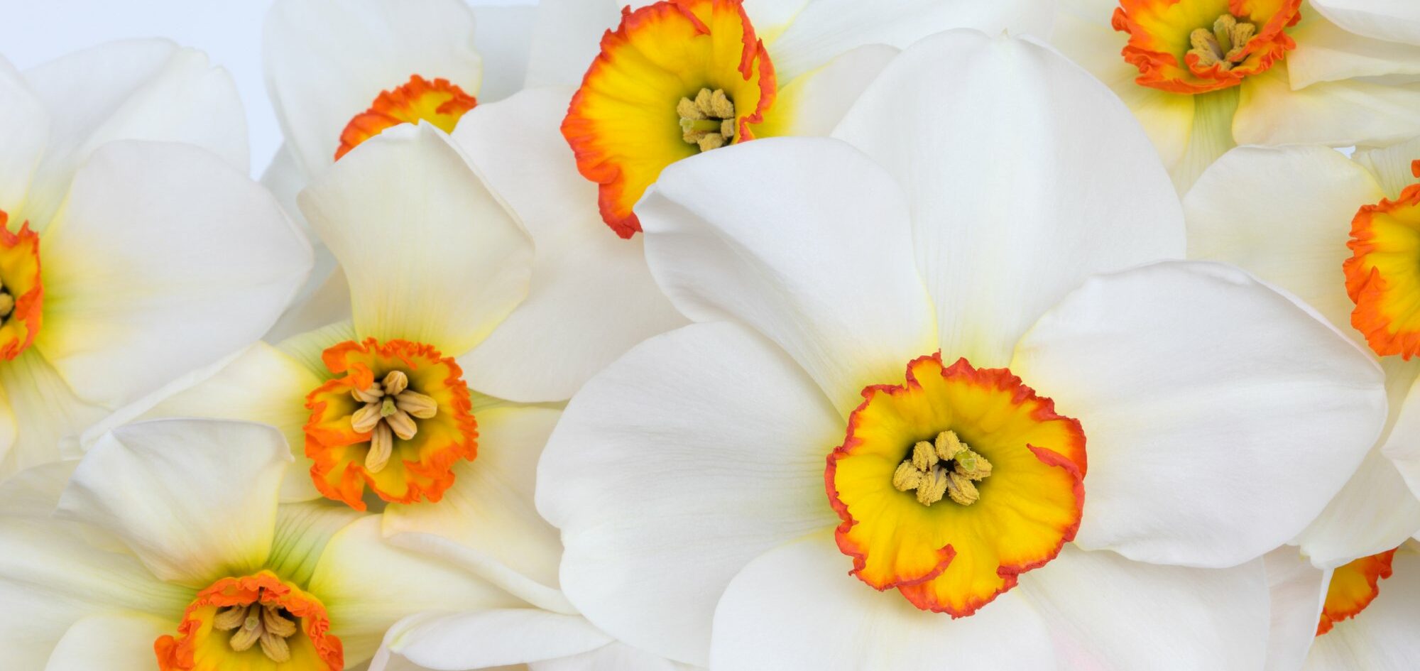 3 Jupiterian plants and their great benefits - WeMystic