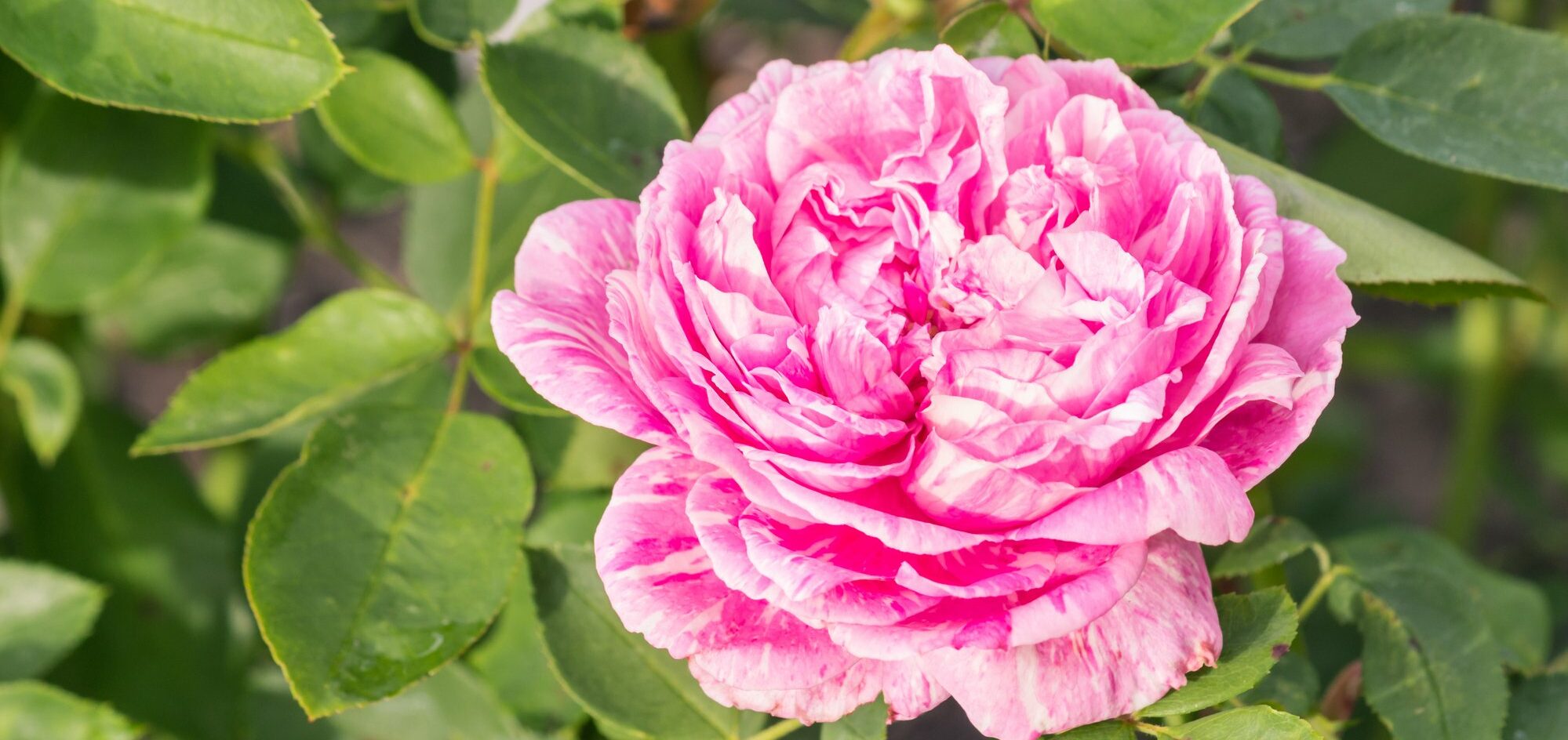 Venusian plants and their benefits: what to know - WeMystic