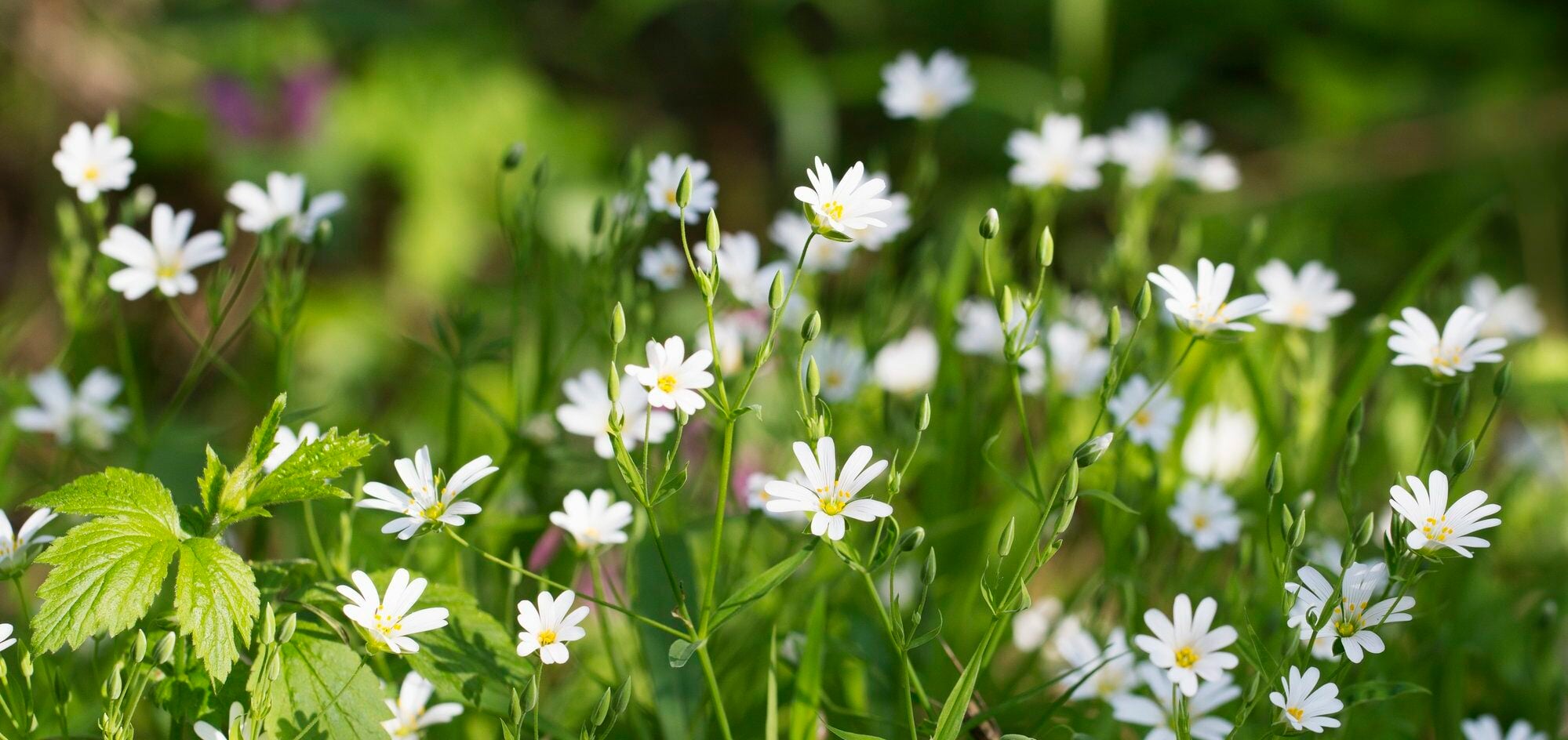 3 lunar plants and their health benefits - WeMystic
