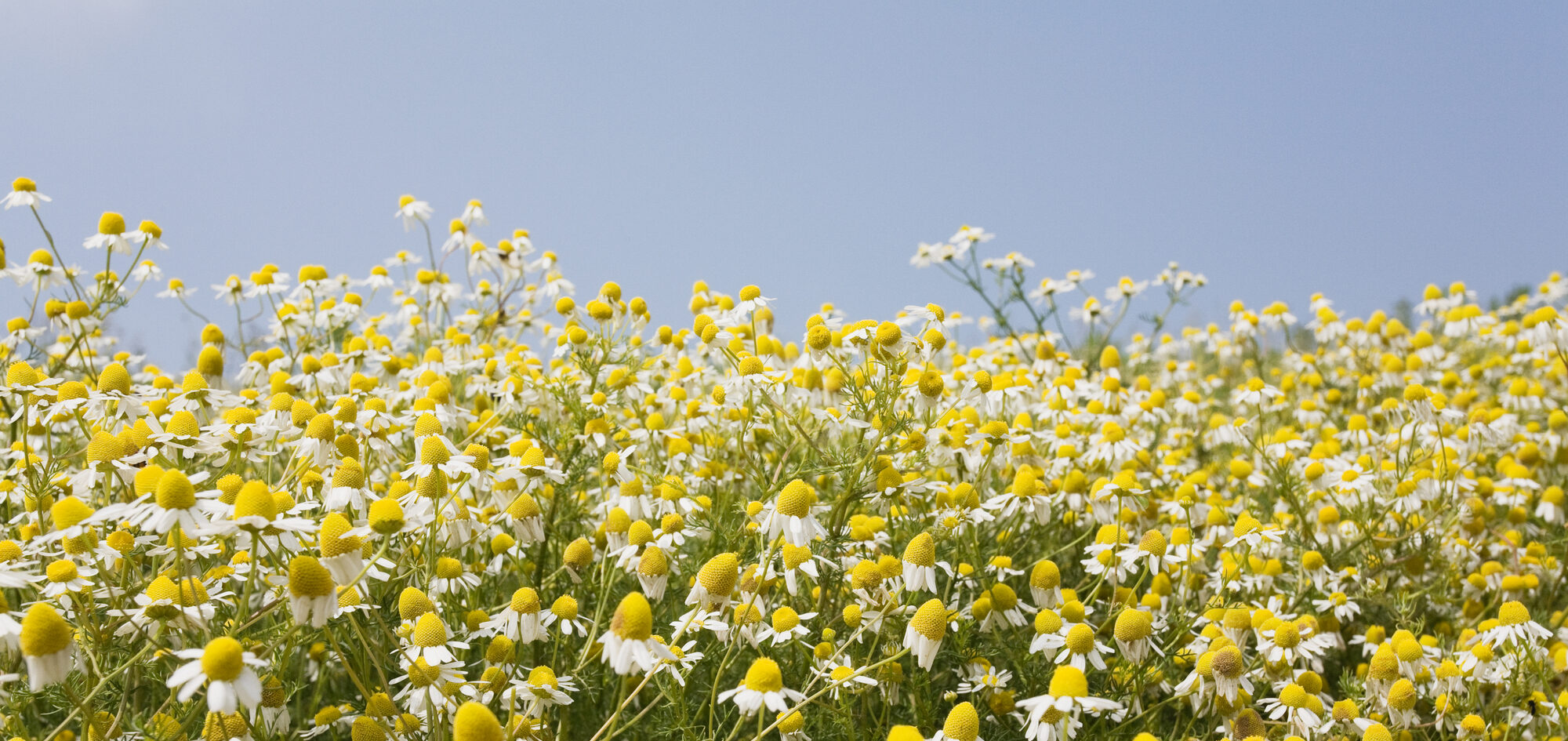 3 solar plants and their utmost benefits - WeMystic