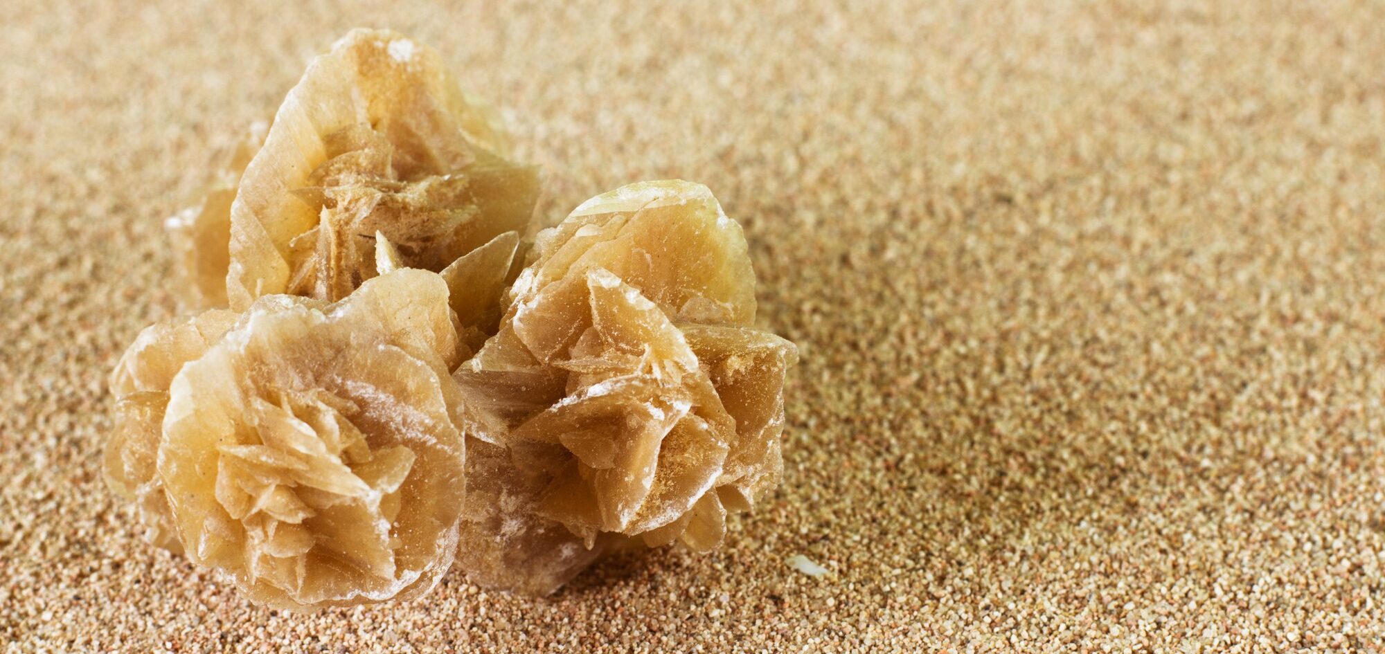 Desert Rose: use, properties and benefits - WeMystic