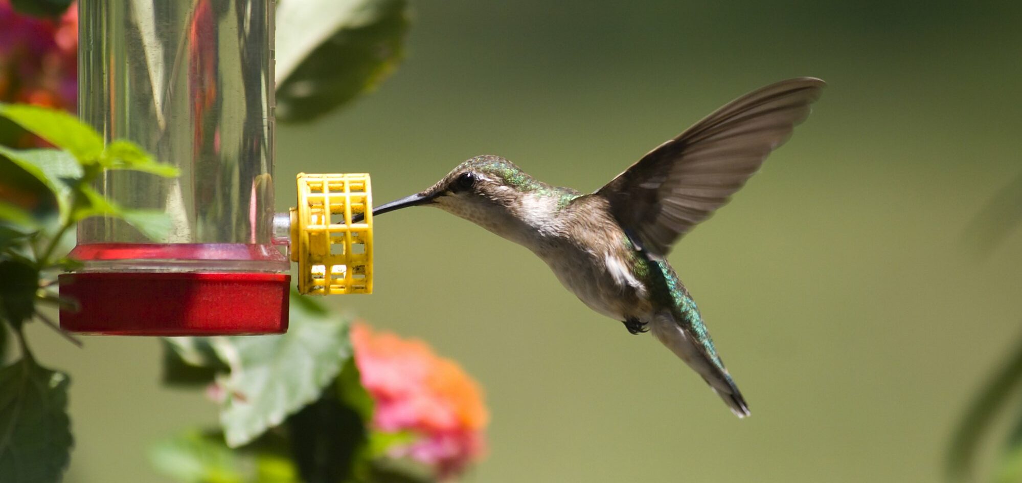 Hummingbirds: Know it's spiritual power - WeMystic