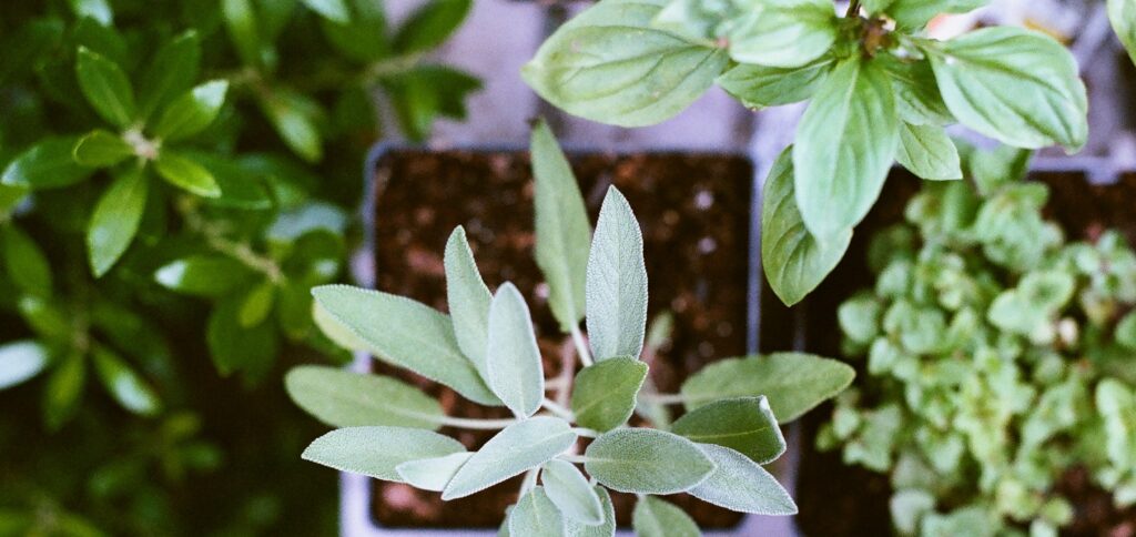 Jardín de hierbas medicinales: consejos para que hagas uno - WeMystic