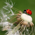 Ladybug symbolism: do you know what it means? - WeMystic