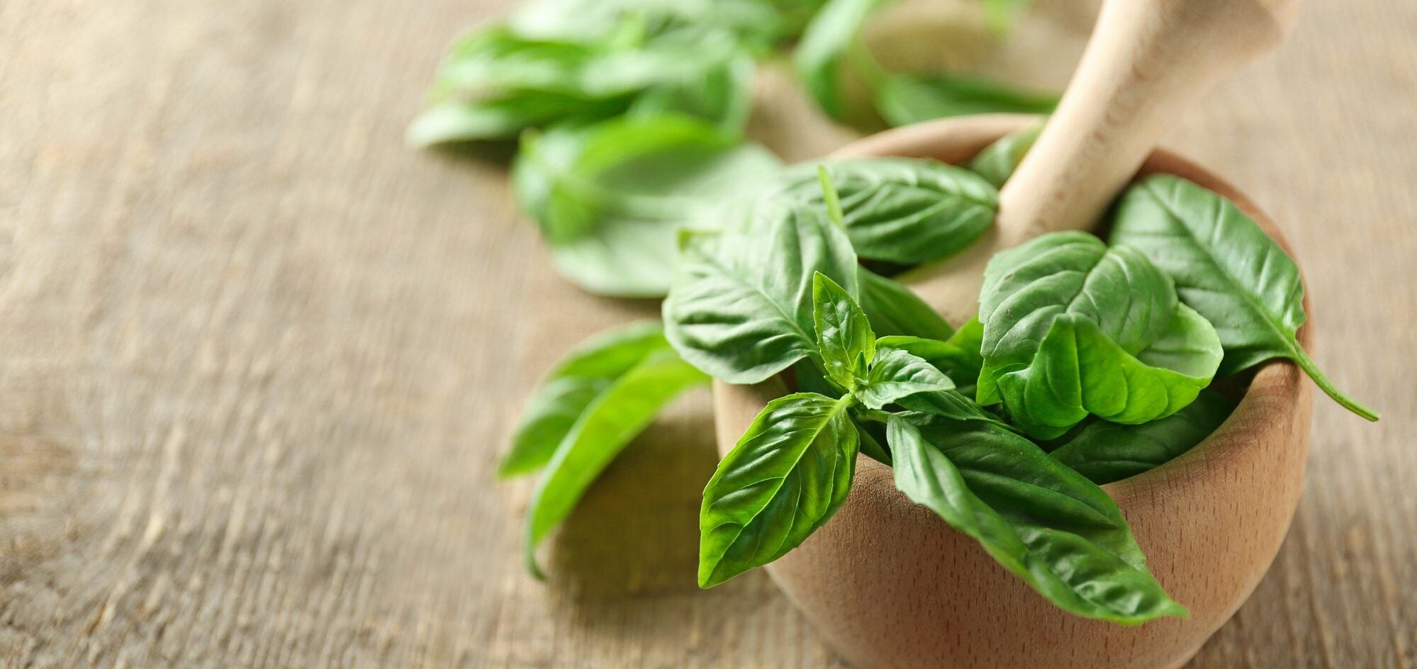 Benefits of basil: the therapeutic powers of aromatics - WeMystic