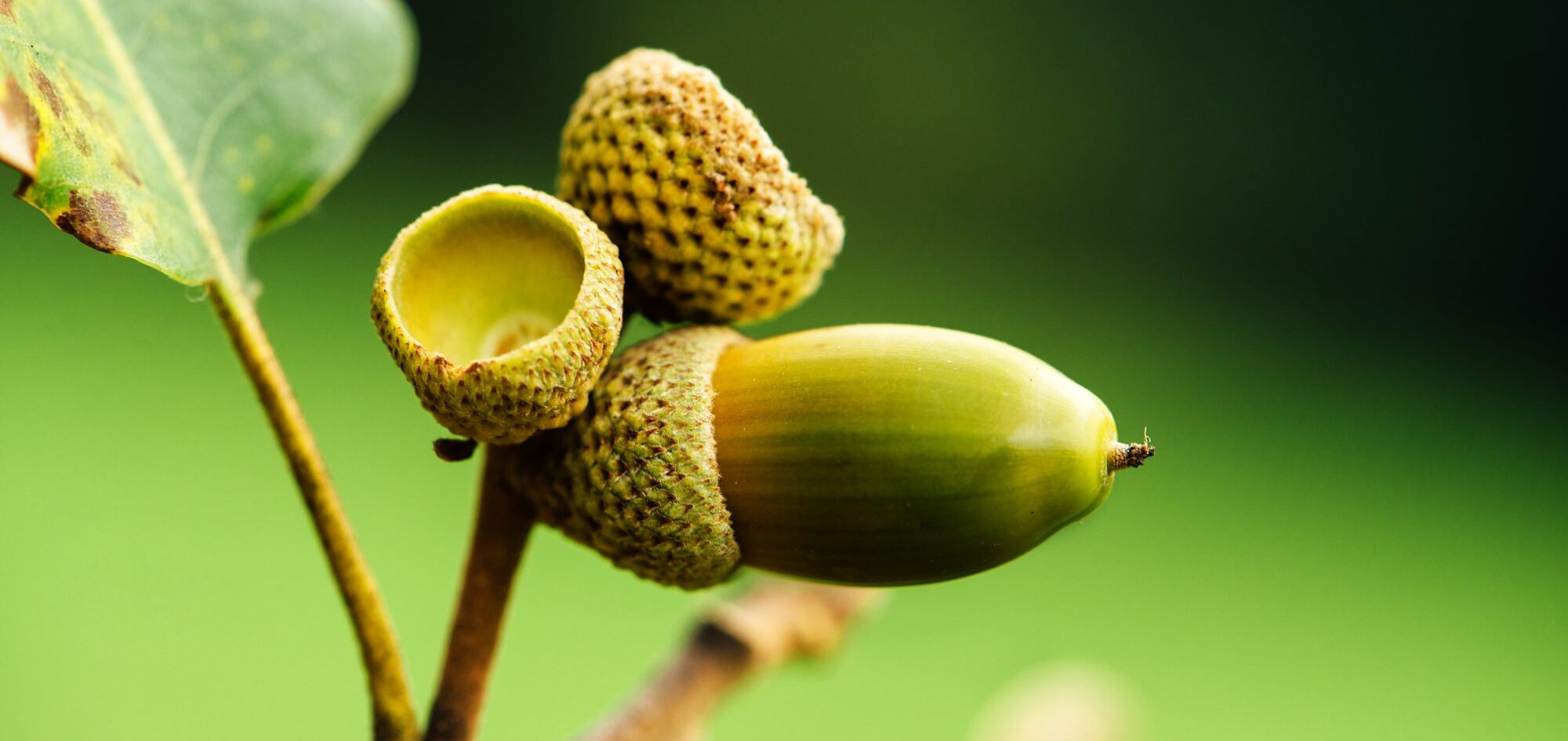 Significado espiritual de la bellota: vida, poder y prosperidad - WeMystic