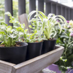 Mini jardín en casa, haz el tuyo y obtén todos sus beneficios - WeMystic