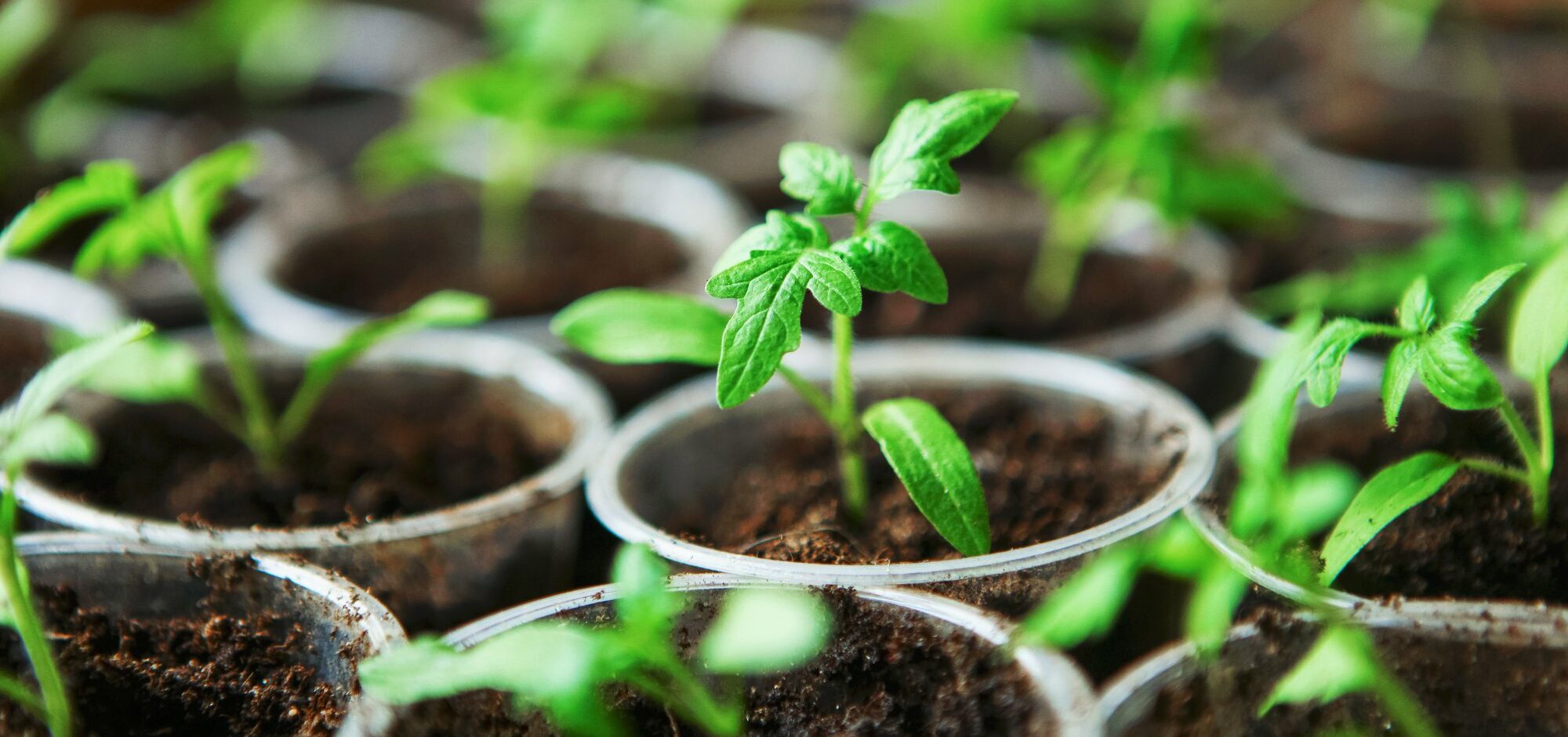 Plants for each chakra: nature and energy - WeMystic